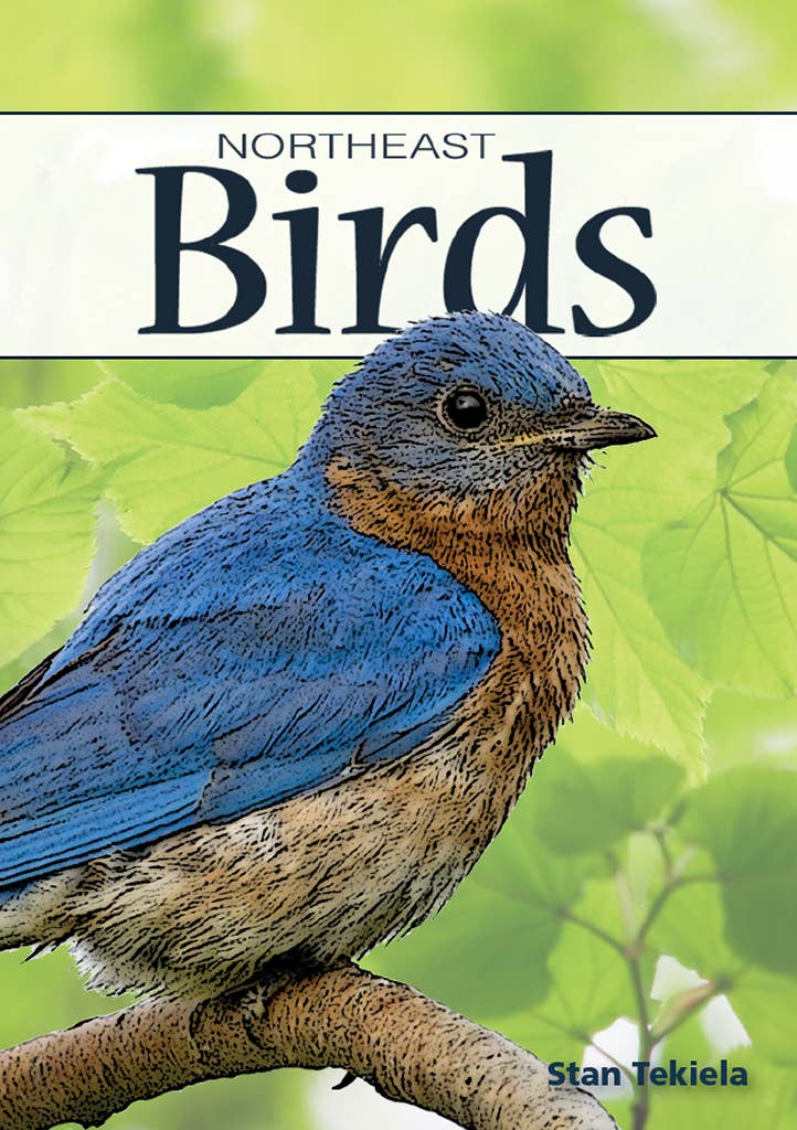 AdventureKEEN - Birds of Northeast Playing Cards | WORKSHOP PGH