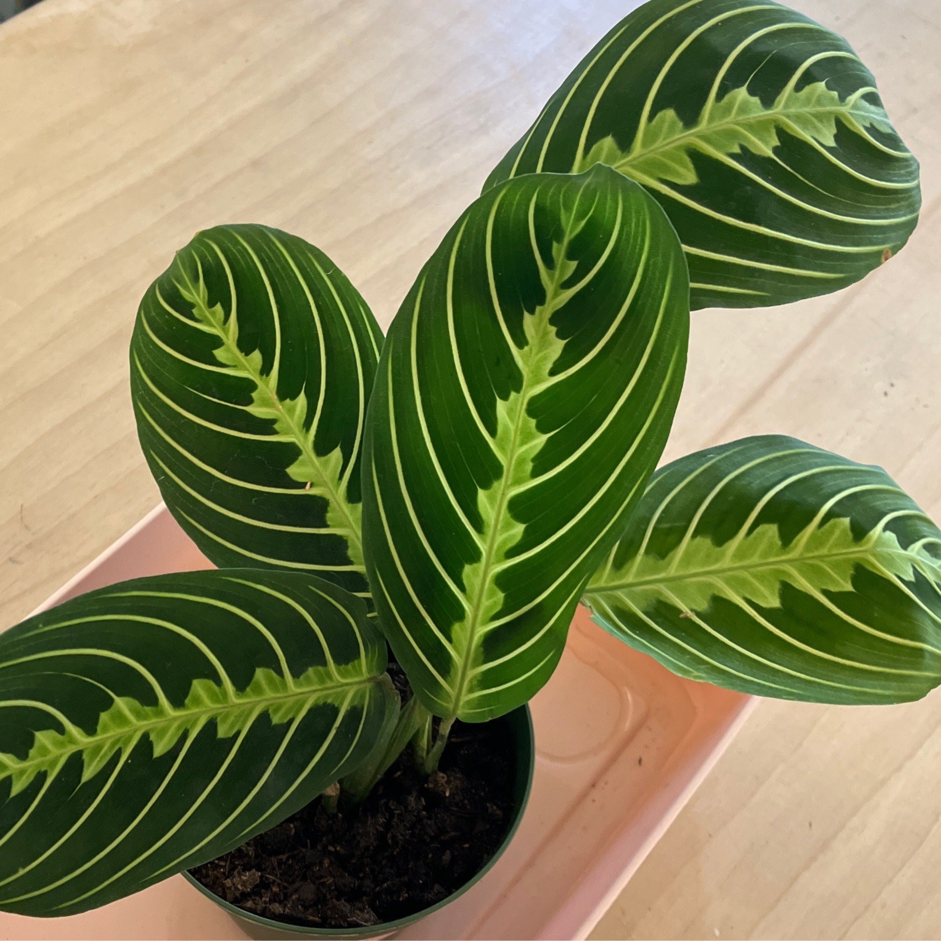 PRAYER PLANT/MARANTA Lemon Lime Plant (various) | WORKSHOP PGH